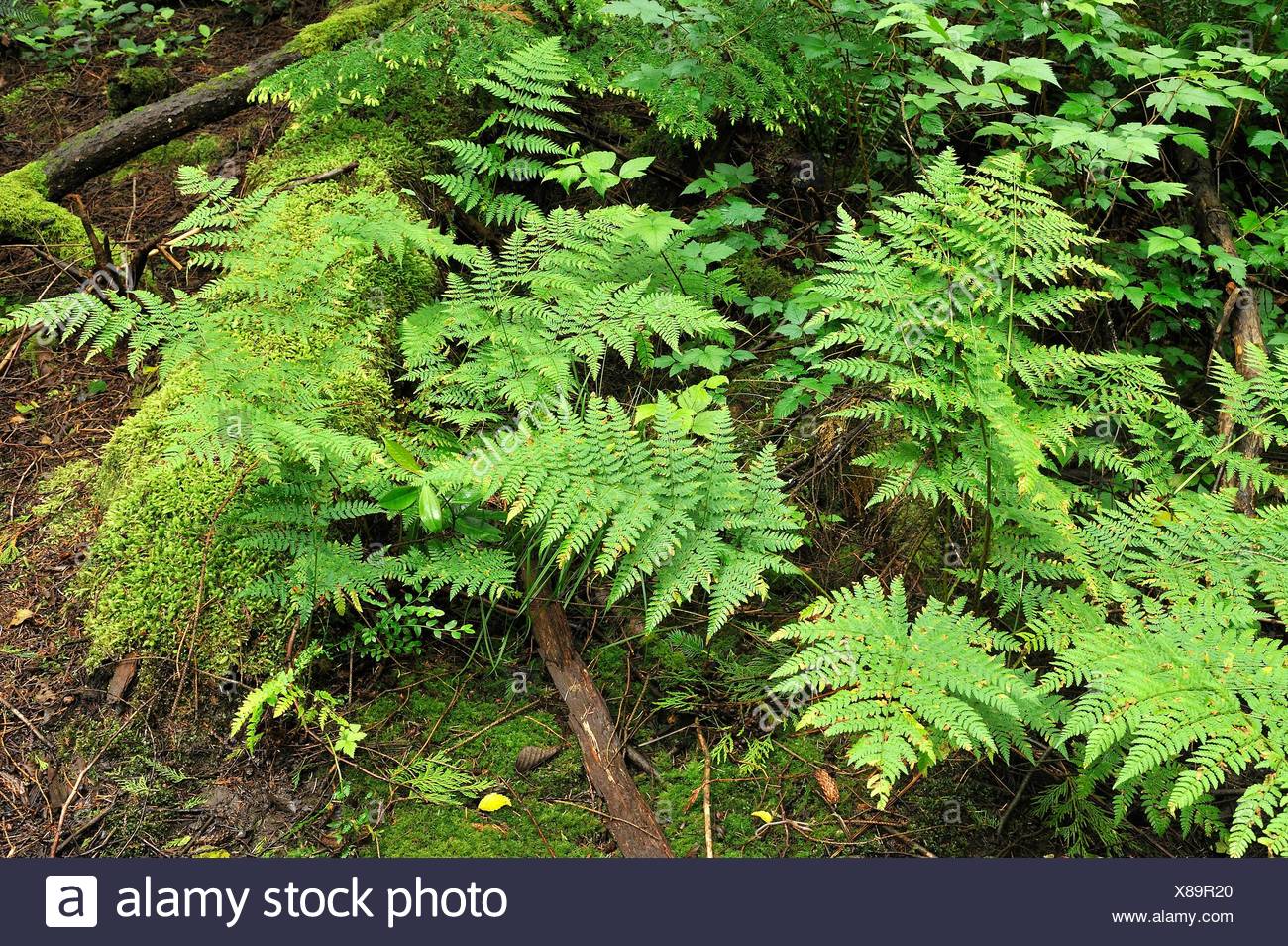Bracken Fern High Resolution Stock Photography and Images - Alamy