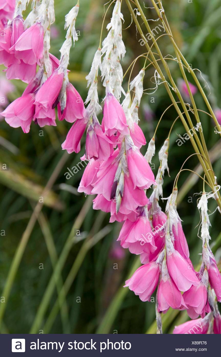 Dierama Pulcherrimum Angels Fishing Rod High Resolution Stock ...