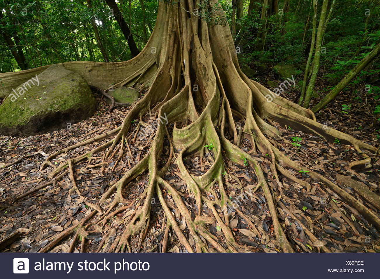 Buttress Roots Ficus Tree Ficus Stock Photos & Buttress Roots Ficus ...