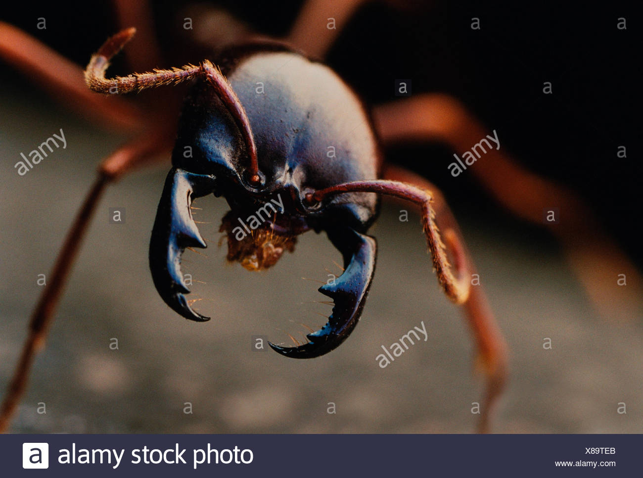 Killer Ants High Resolution Stock Photography and Images - Alamy
