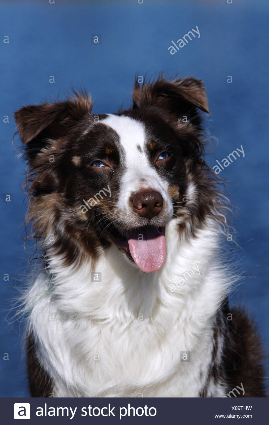 Red Morphs High Resolution Stock Photography and Images - Alamy