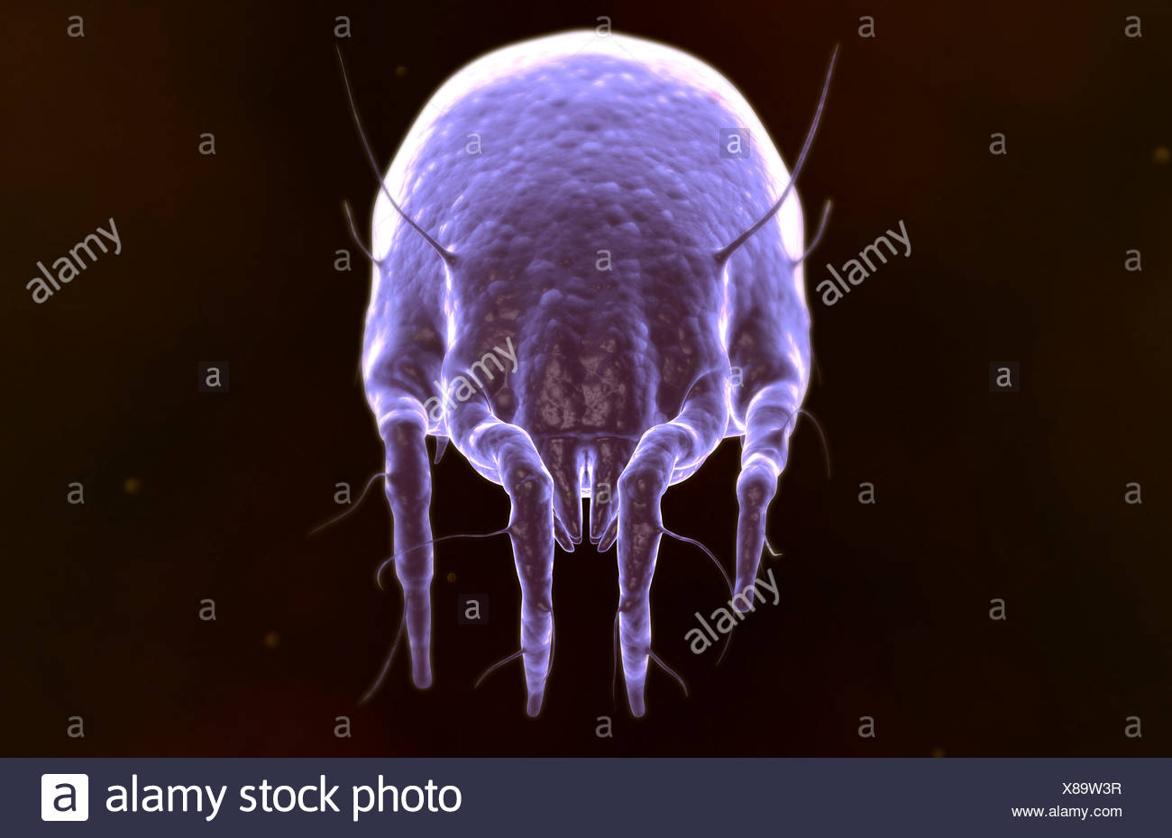 Dermatophagoides Pteronyssinus High Resolution Stock Photography and ...