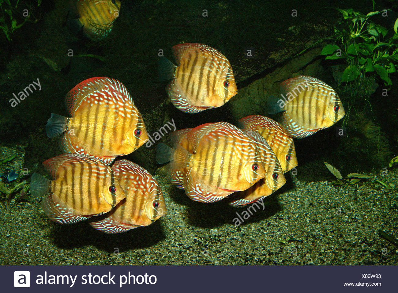 Symphysodon Discus Aequifasciata High Resolution Stock Photography and ...