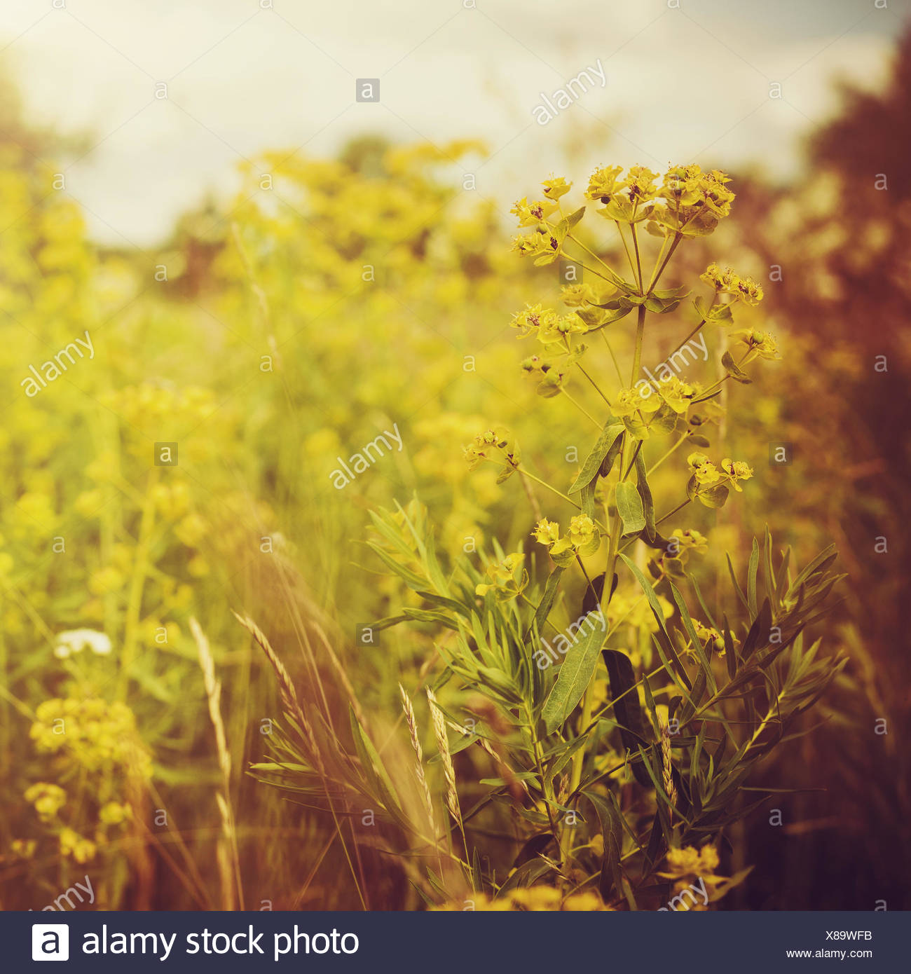 Abstract Natural Backgrounds For High Resolution Stock Photography and ...