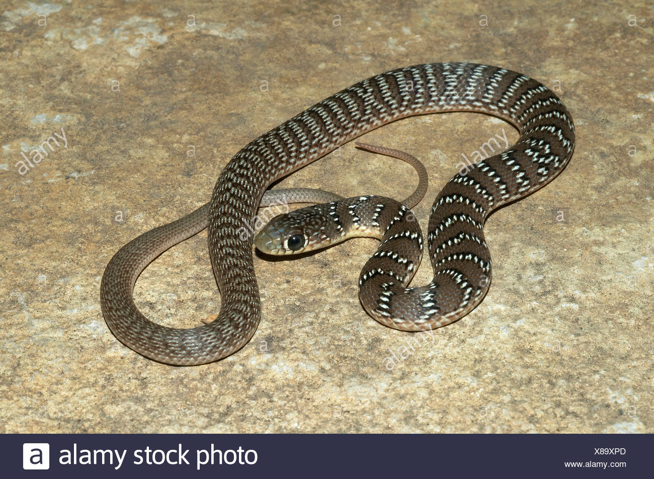 Fasciolata High Resolution Stock Photography and Images - Alamy