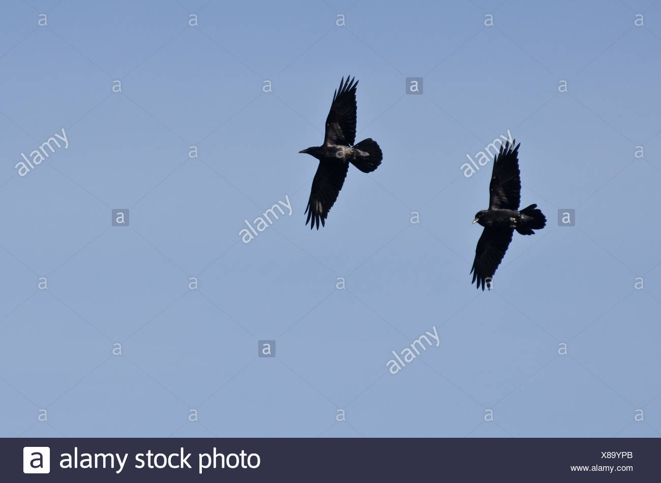 Two Ravens Flying High Resolution Stock Photography and Images - Alamy