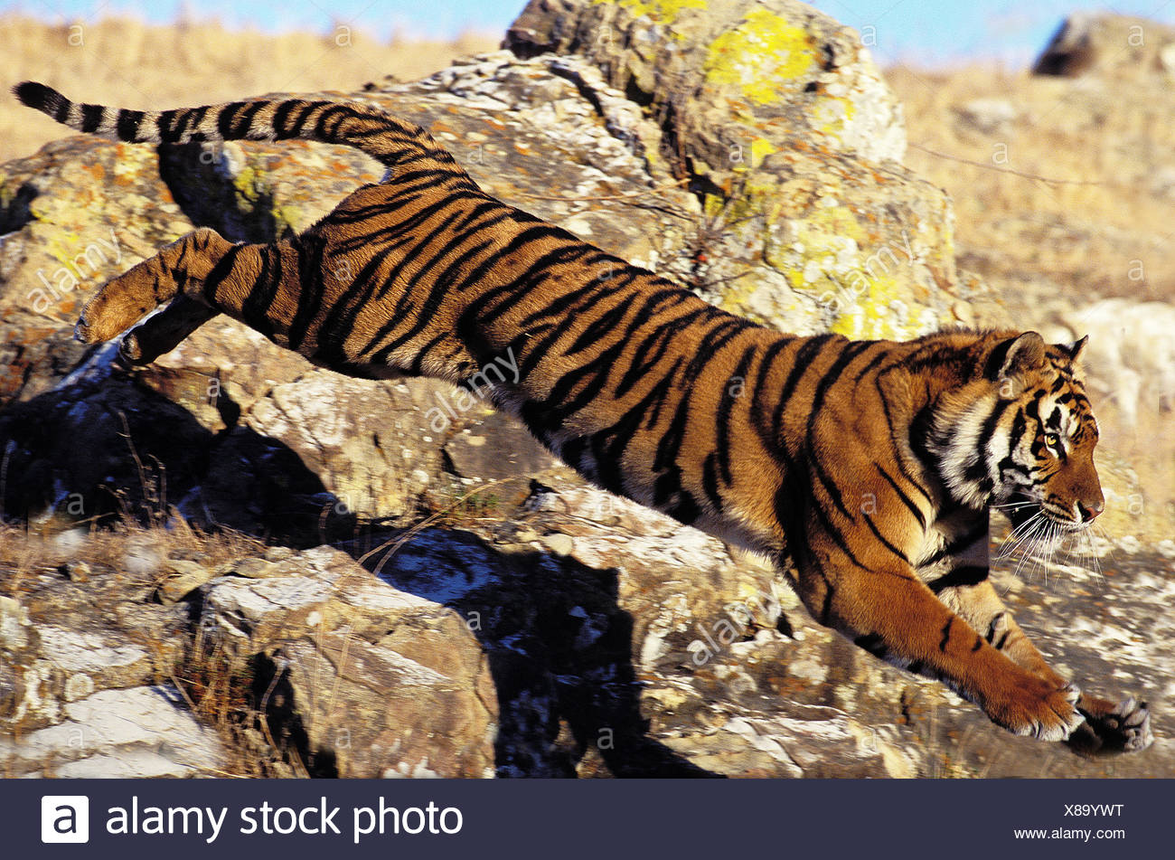 Tiger Jumping Stock Photos & Tiger Jumping Stock Images - Alamy