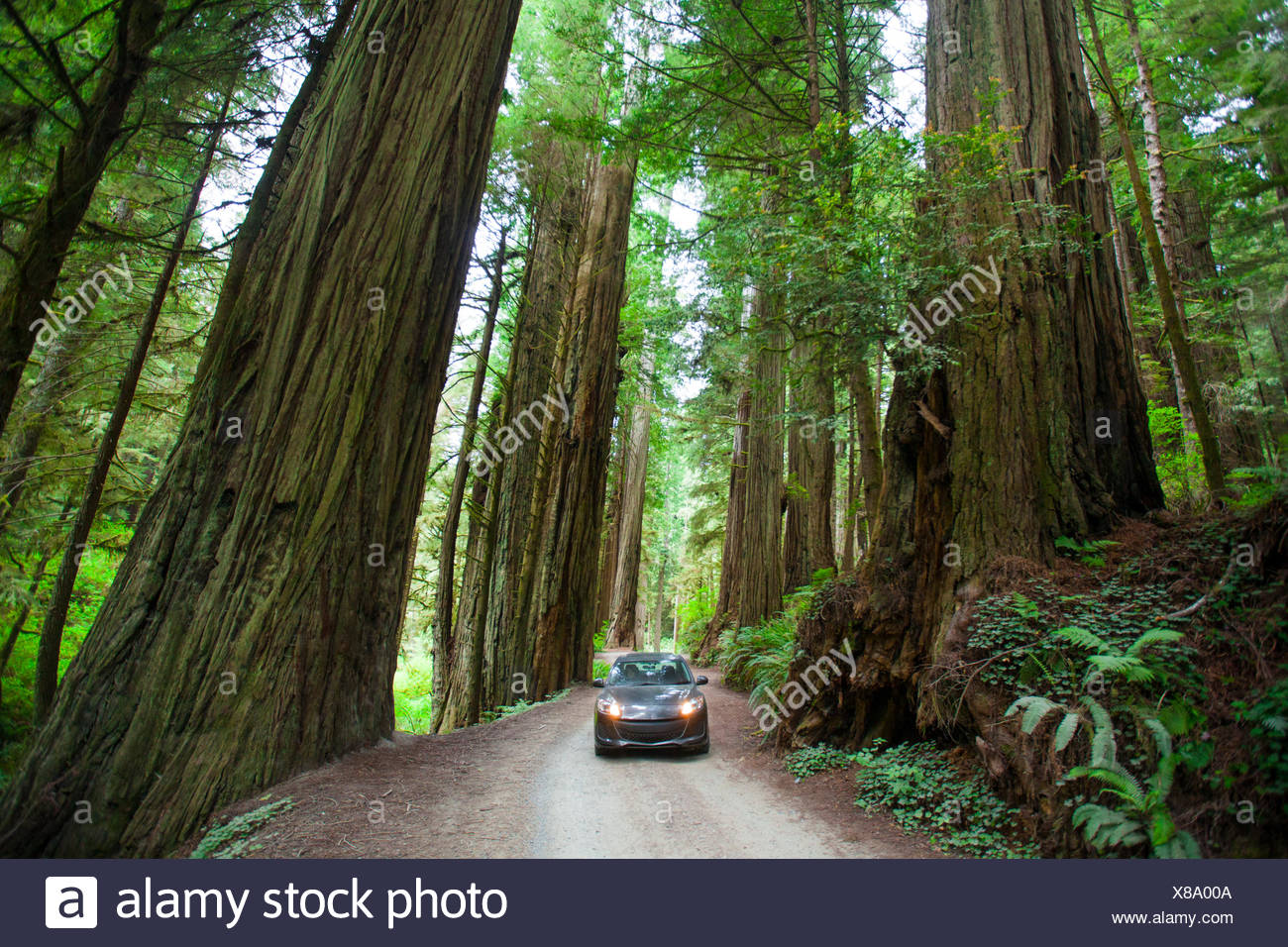 Giant Redwood Tree Road High Resolution Stock Photography and Images ...