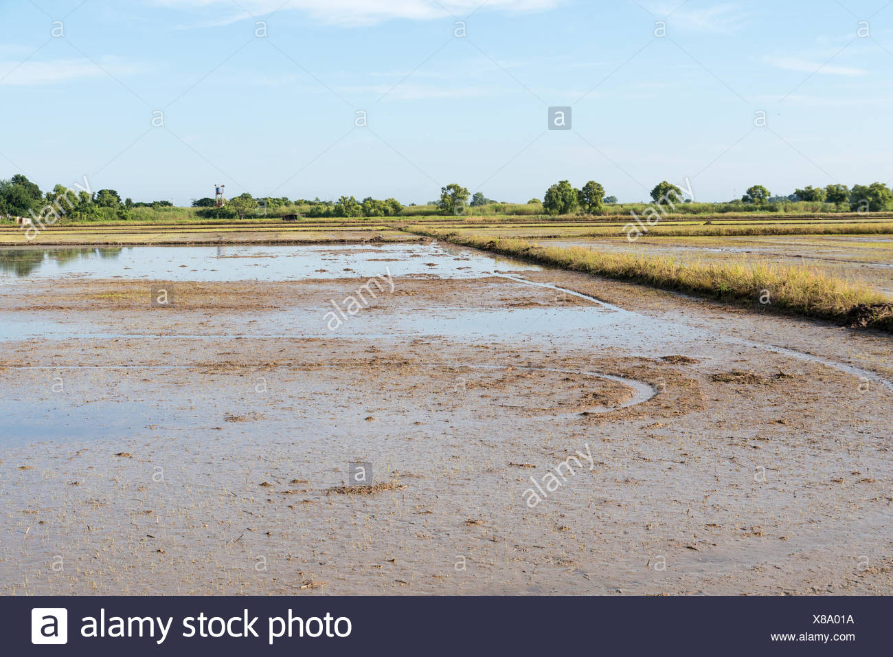 Rice Paddy Preparation Stock Photos & Rice Paddy Preparation Stock ...
