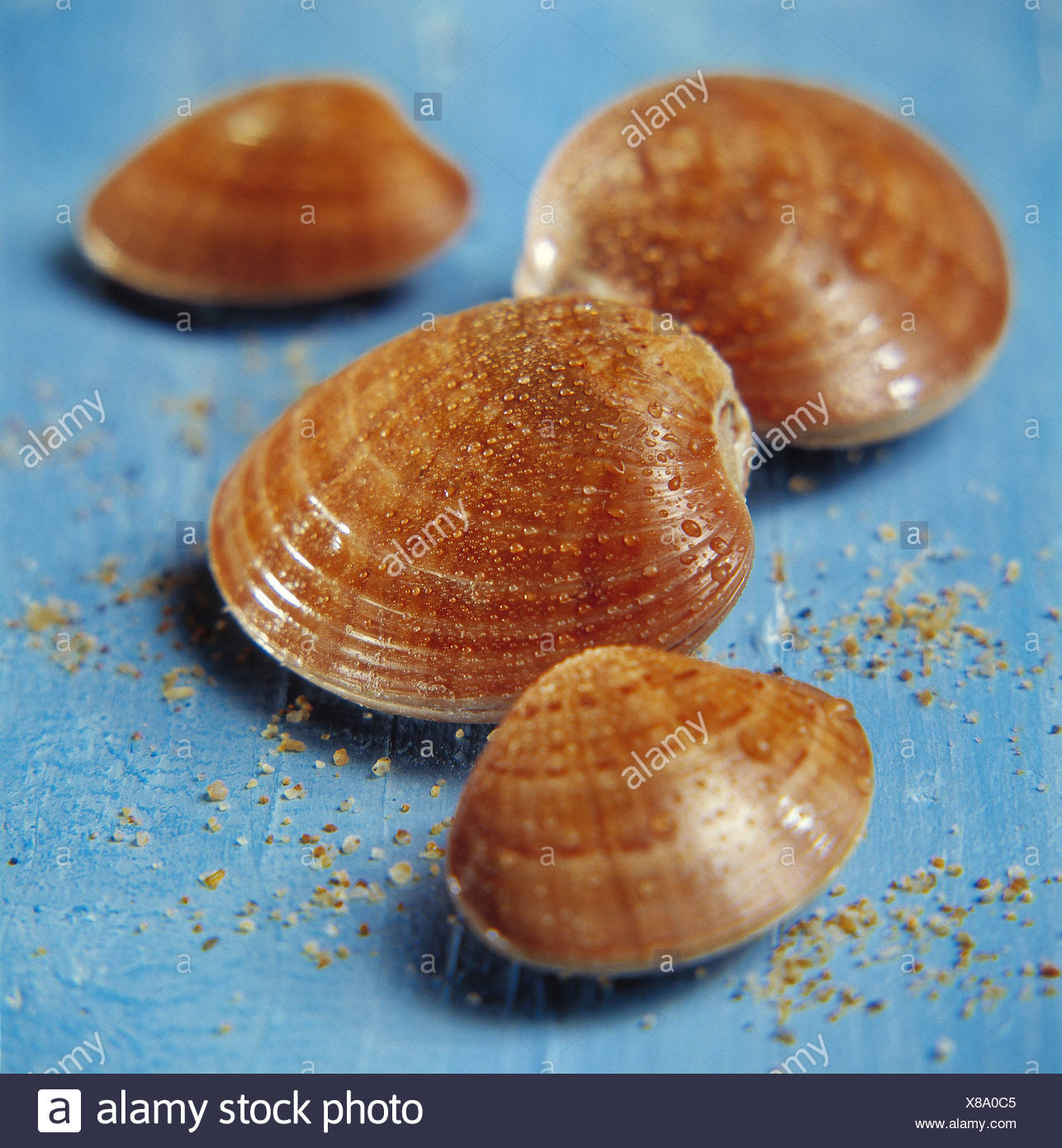 Carpet Shell Clams High Resolution Stock Photography and Images - Alamy