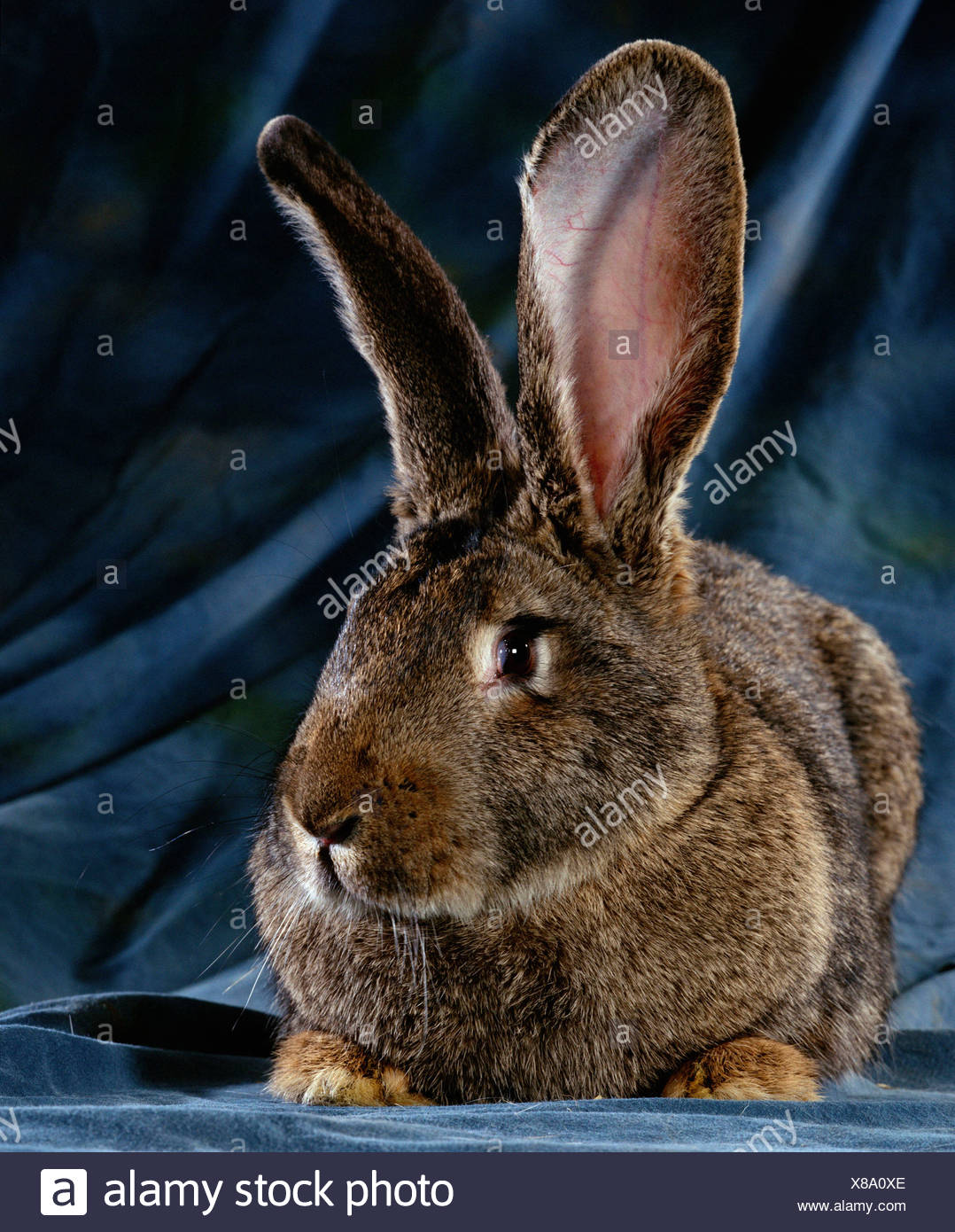 Giant Rabbit High Resolution Stock Photography and Images - Alamy