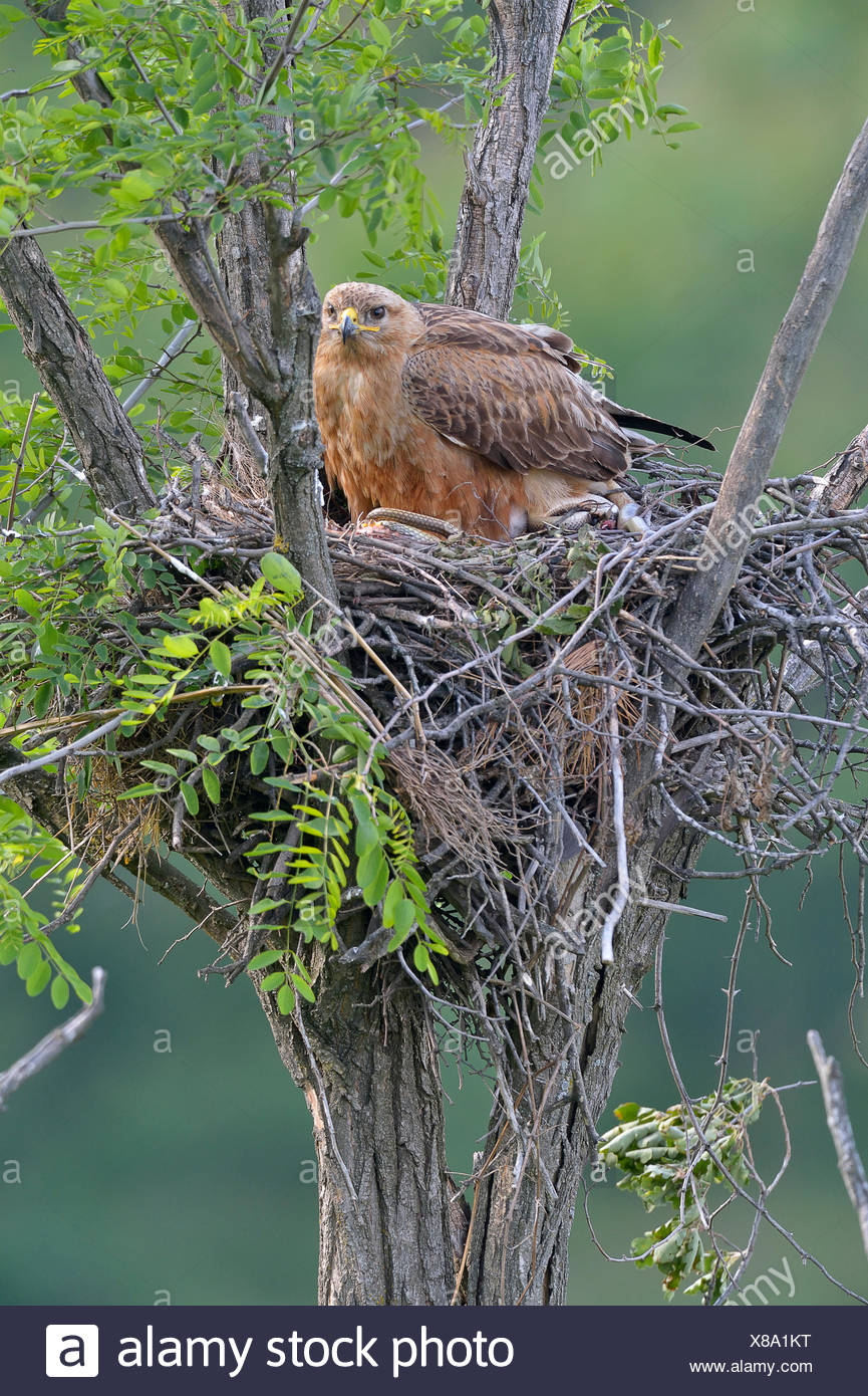 Long Legged Buzzard Buteo Rufinus Adult High Resolution Stock ...