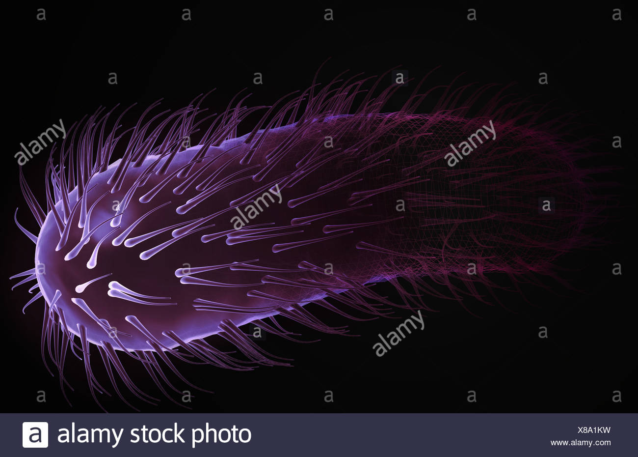 H Pylori Stock Photos & H Pylori Stock Images - Alamy
