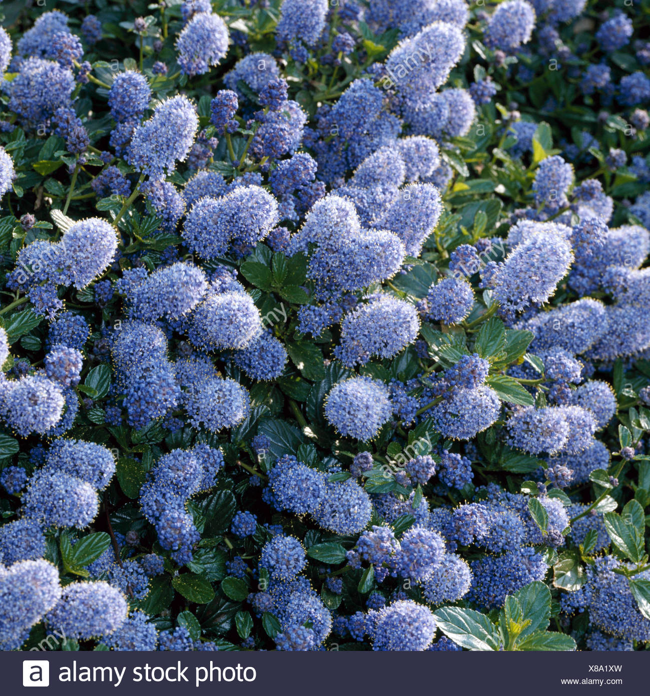 Ceanothus Ceanothus High Resolution Stock Photography and Images - Alamy