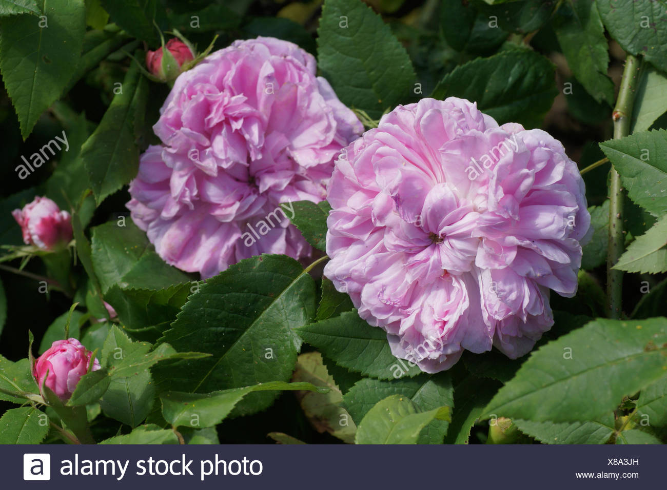 Rosa Damascena High Resolution Stock Photography and Images - Alamy