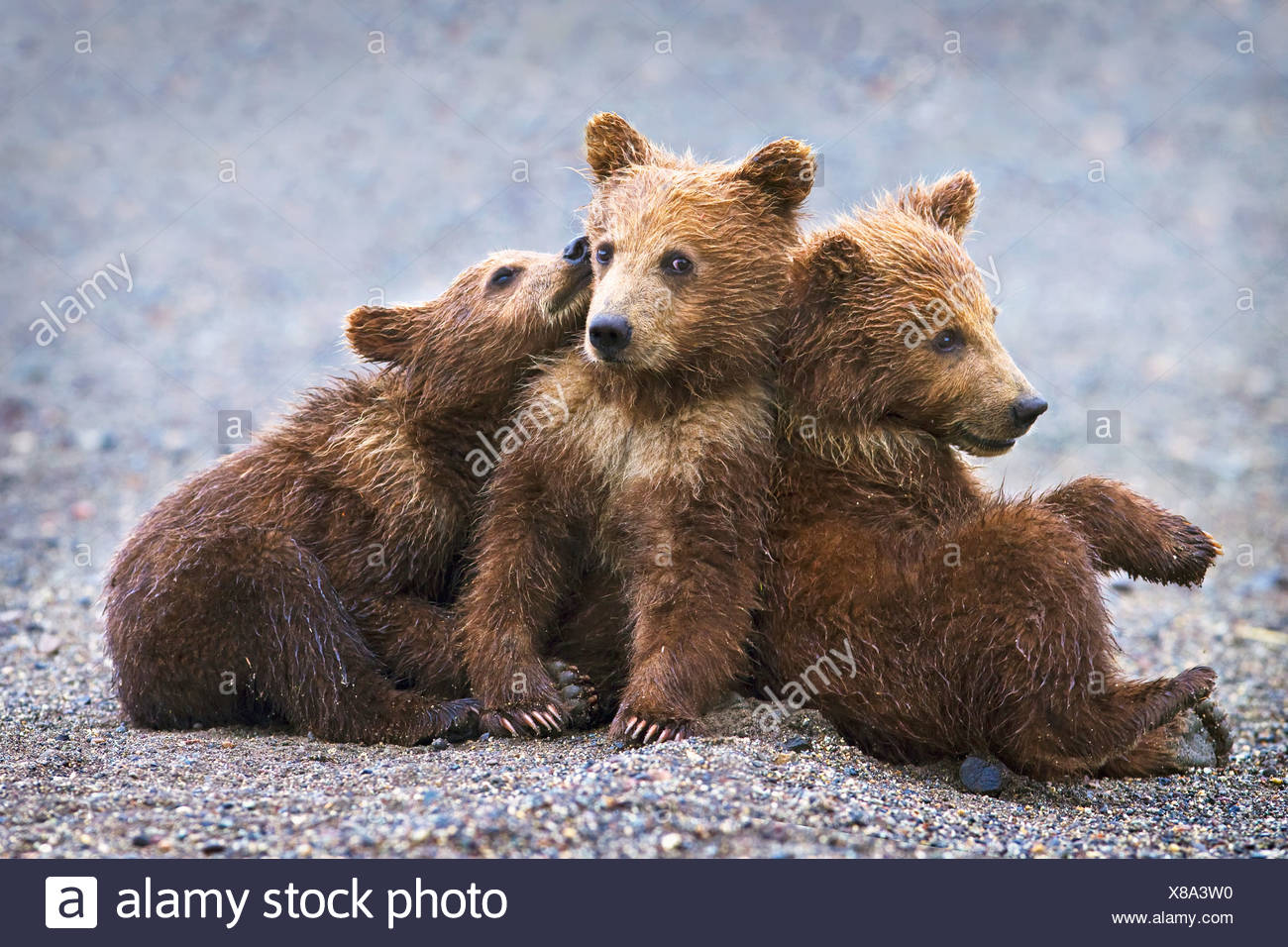 Bear Cuddling High Resolution Stock Photography and Images - Alamy