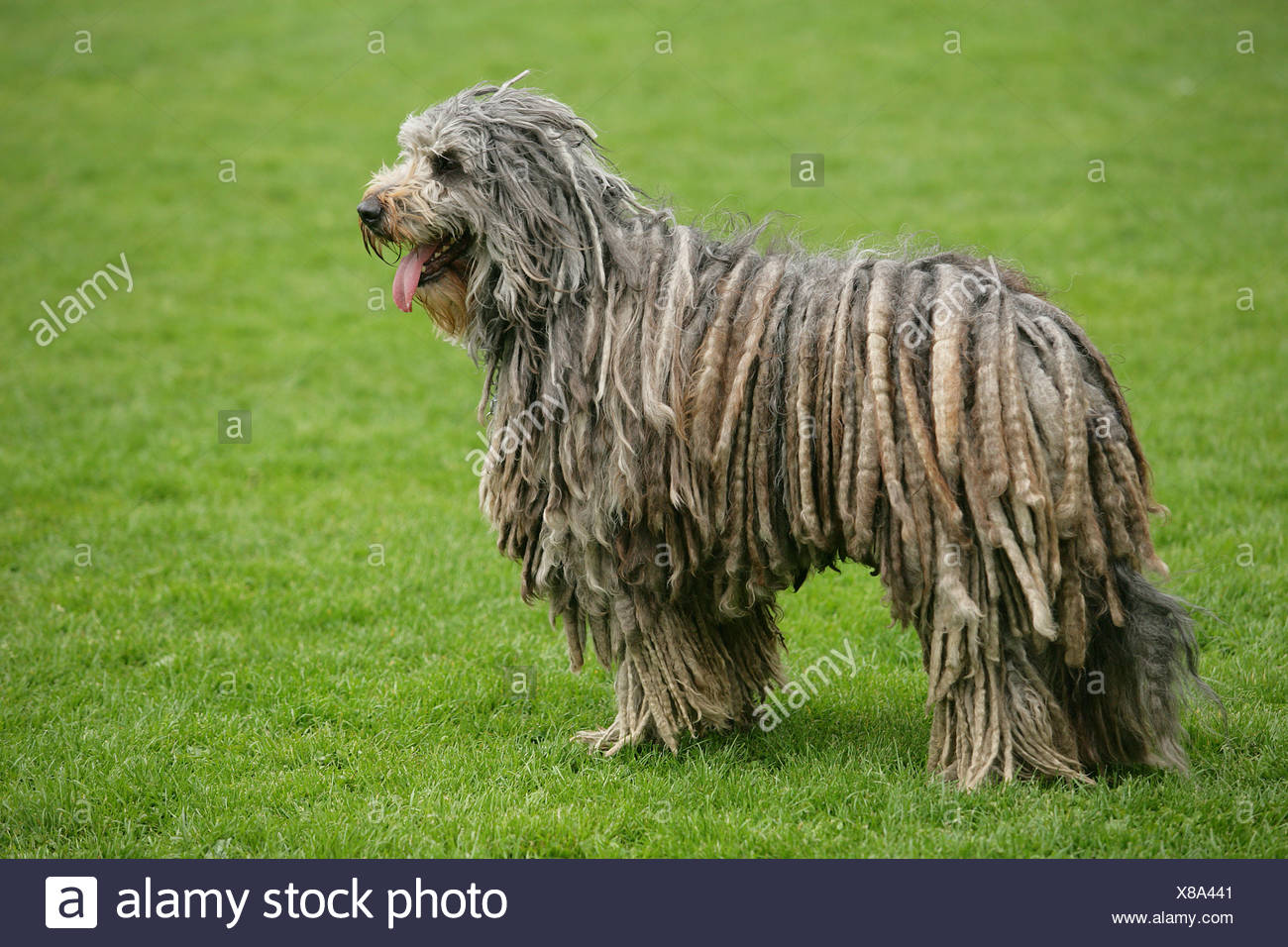 Cane Da Pastore Bergamasco Stock Photos & Cane Da Pastore Bergamasco ...