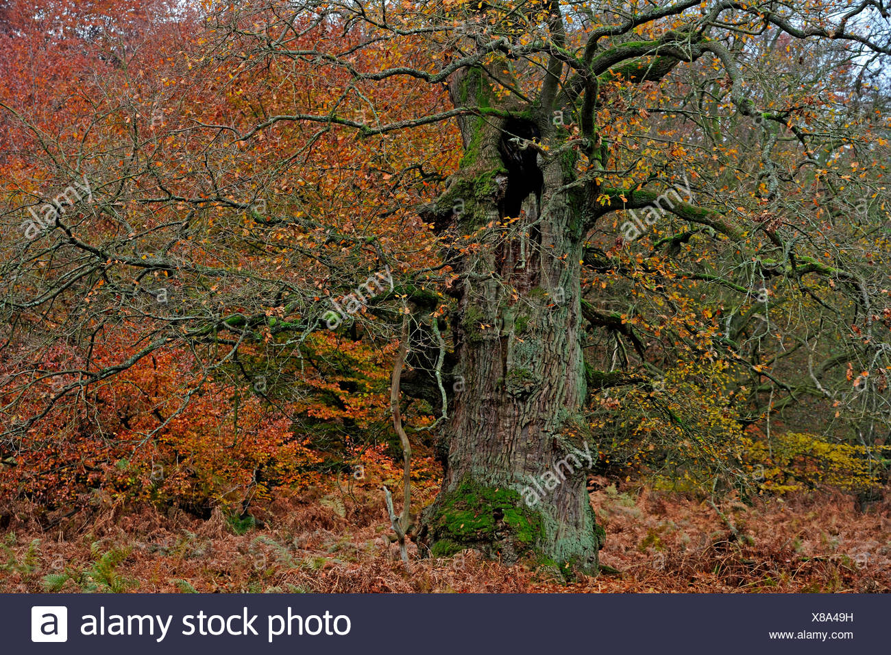 Old English Oak In Autumn Leaves High Resolution Stock Photography and ...