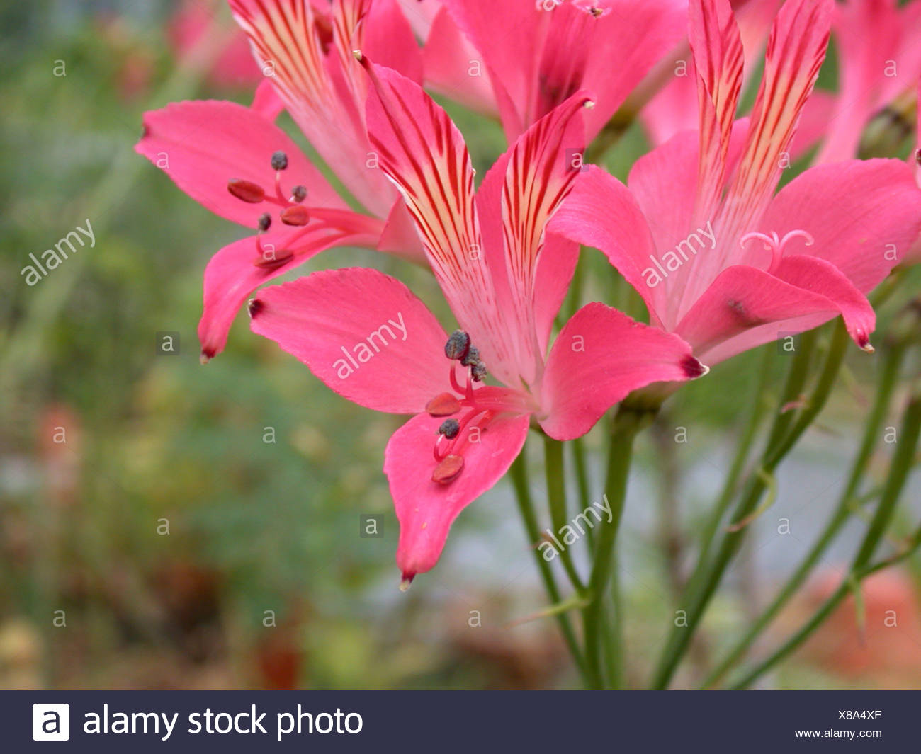 Alstroemeria Ligtu High Resolution Stock Photography and Images - Alamy