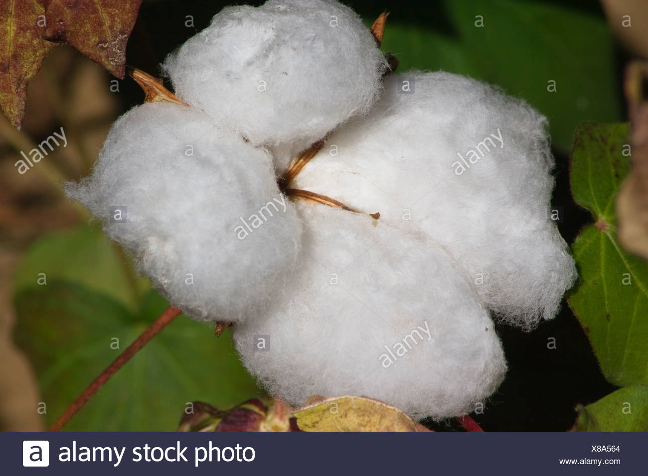 California Cotton Boll High Resolution Stock Photography and Images - Alamy