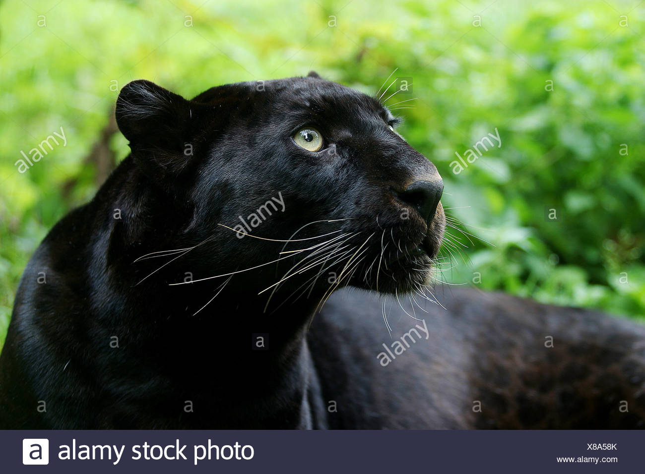 Black Panther Panthera Pardus Portrait High Resolution Stock ...