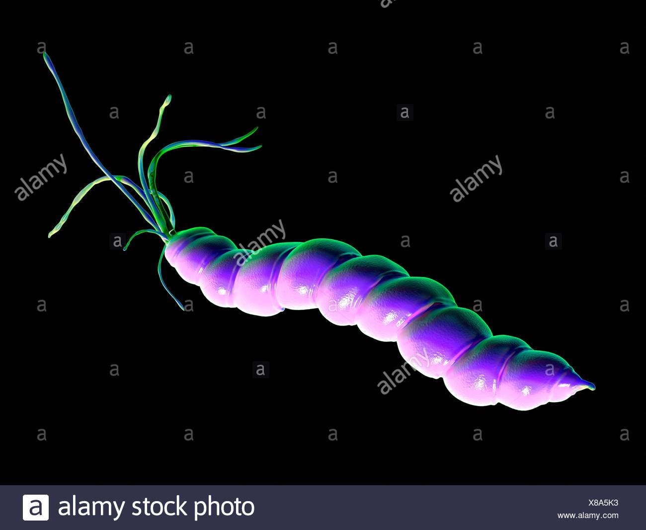 Helicobacter Pylori Bacteria High Resolution Stock Photography and ...