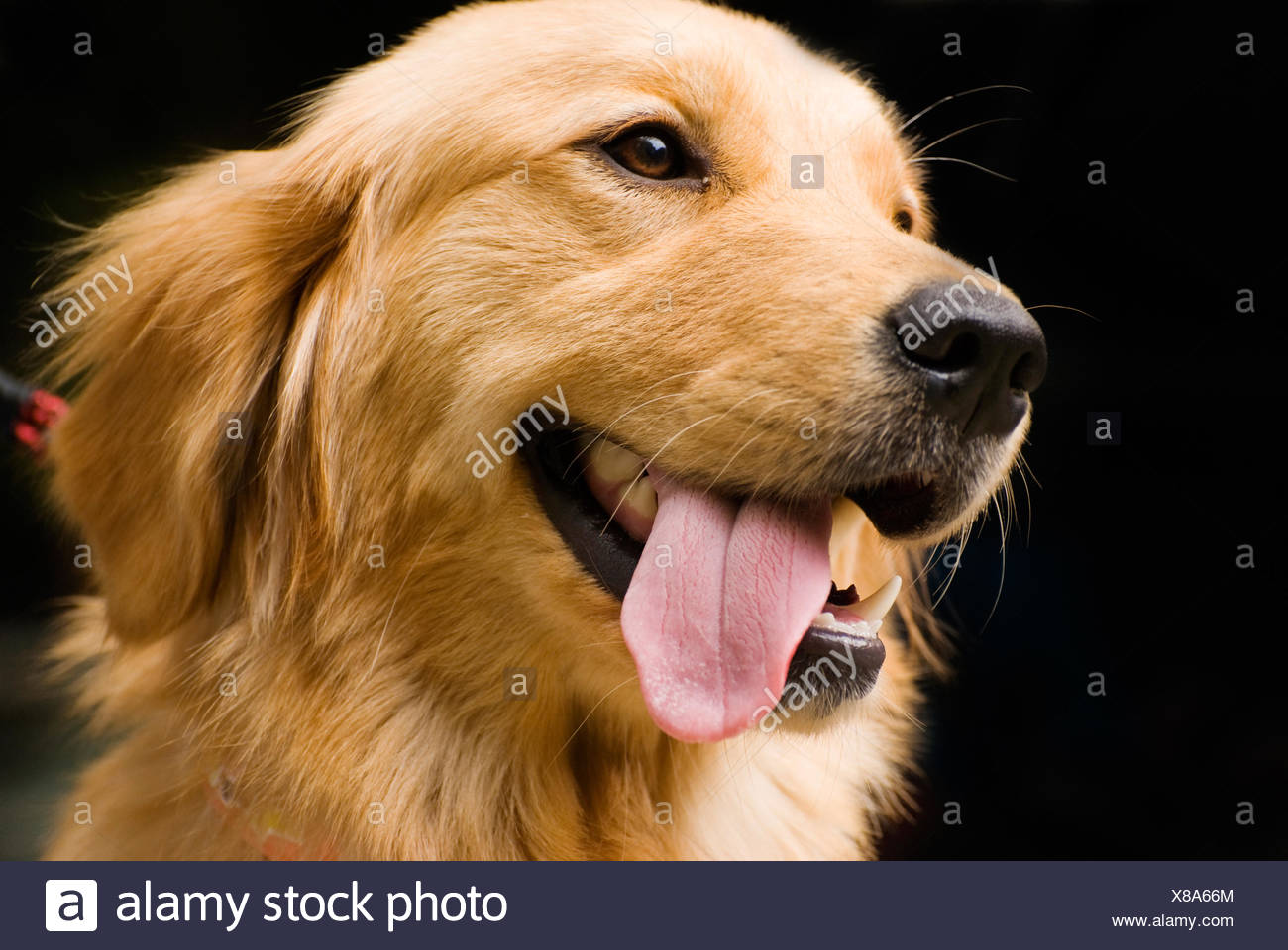 Stick Out His Tongue High Resolution Stock Photography and Images - Alamy