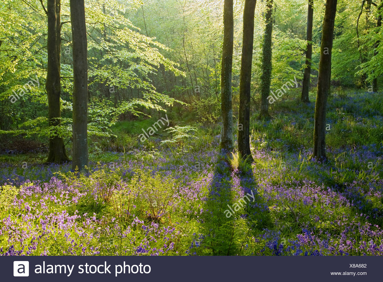 British Deciduous Woodlands High Resolution Stock Photography and ...