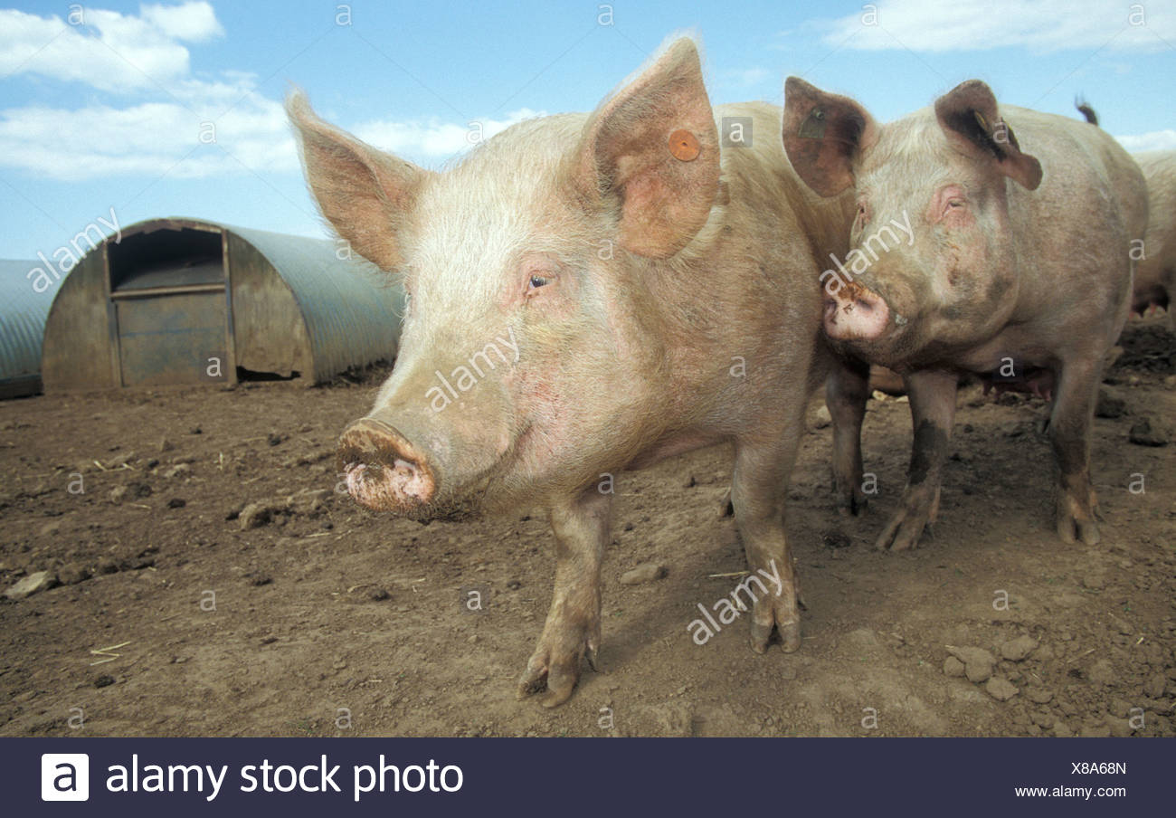 Hybrid Pigs High Resolution Stock Photography and Images - Alamy