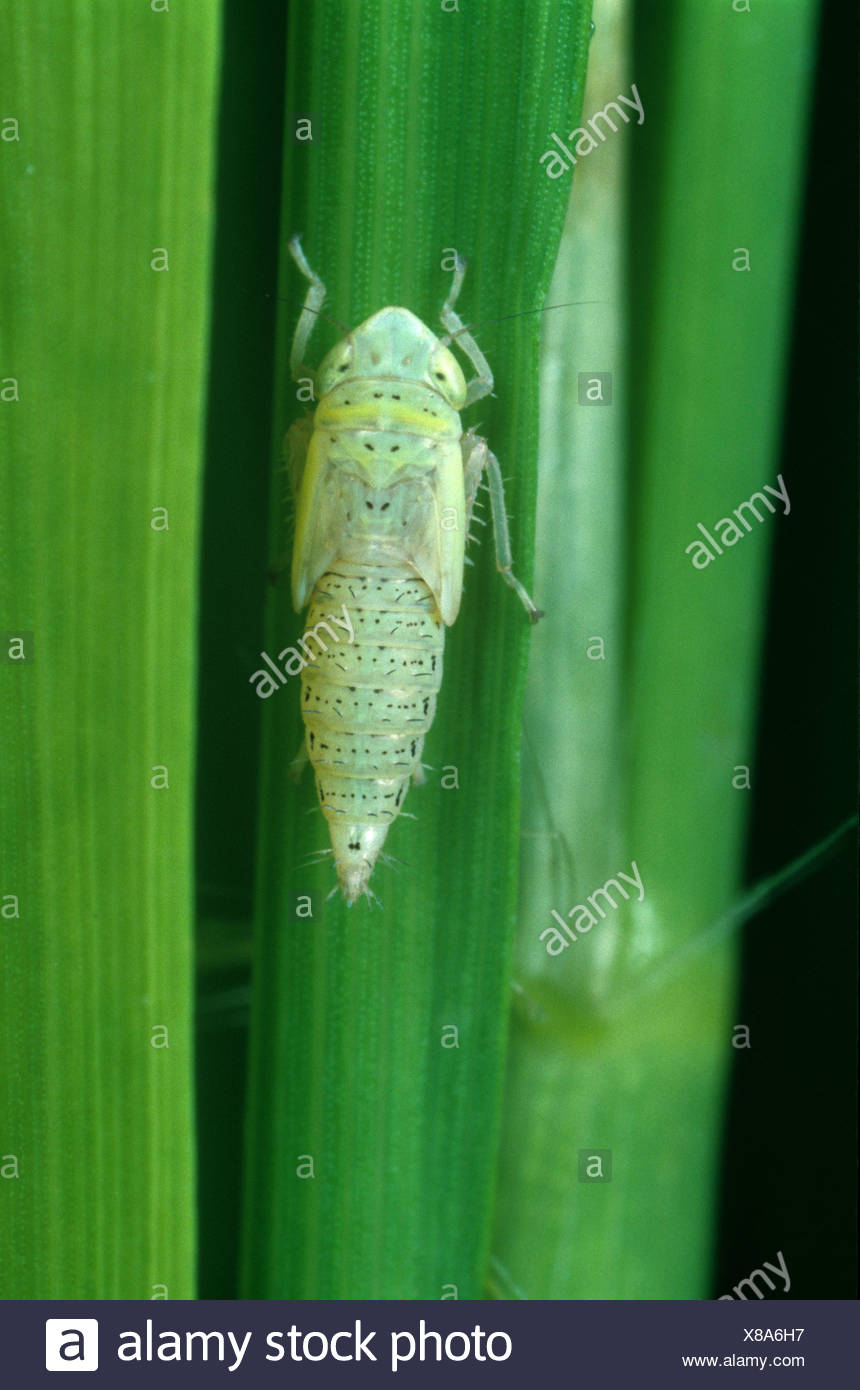 Leafhopper Nymph High Resolution Stock Photography and Images - Alamy