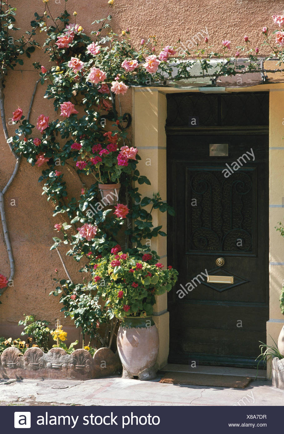 Climbing Rose Around Front Door High Resolution Stock Photography and ...