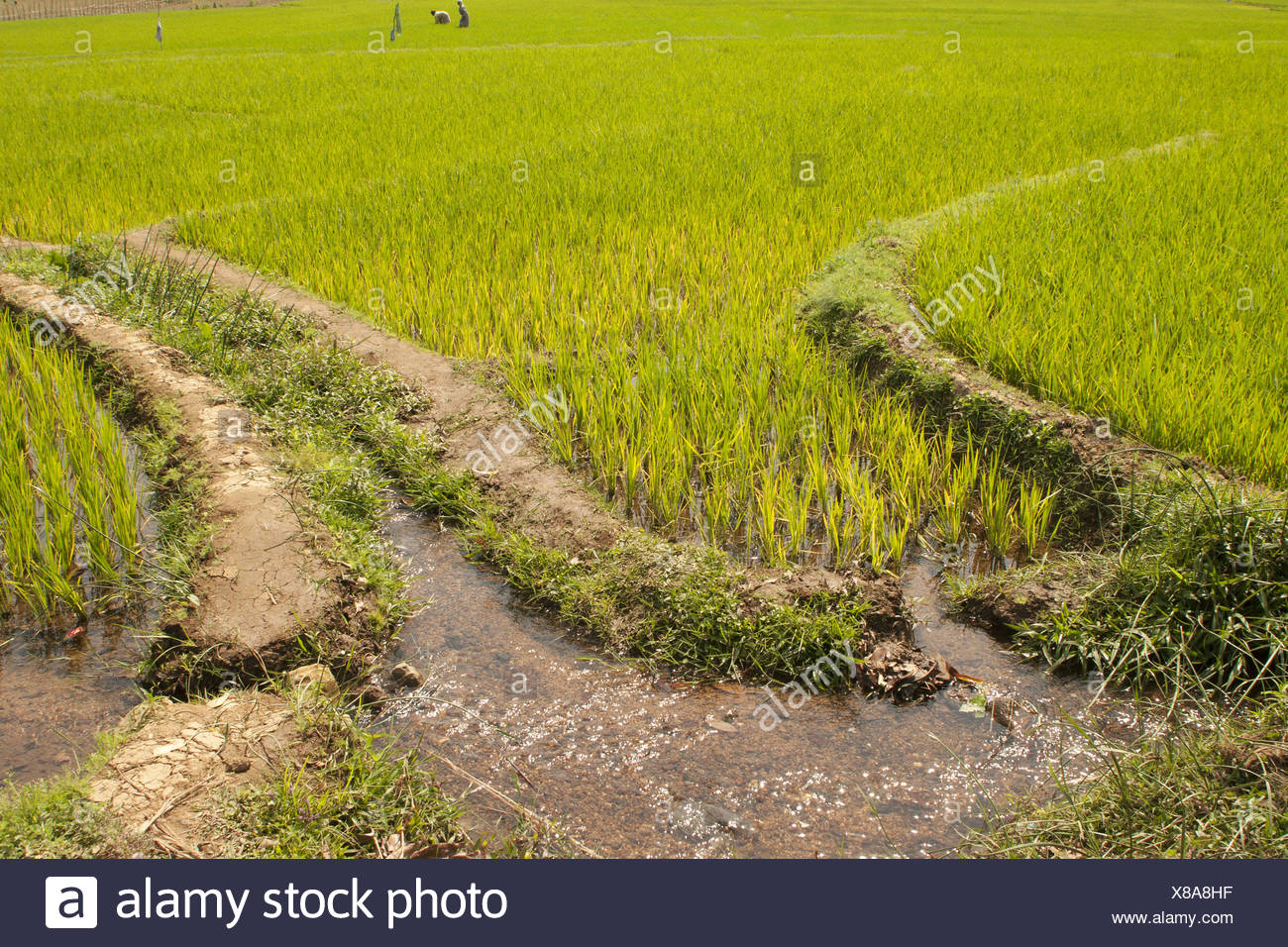 Paddy Field Goa High Resolution Stock Photography and Images - Alamy