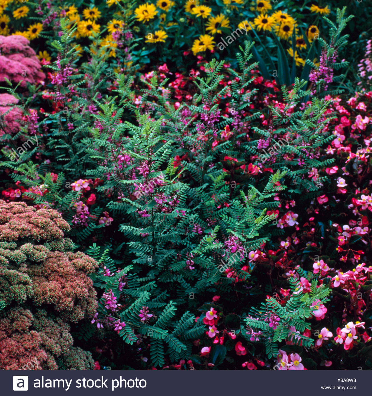 Lespedeza Stock Photos & Lespedeza Stock Images - Alamy