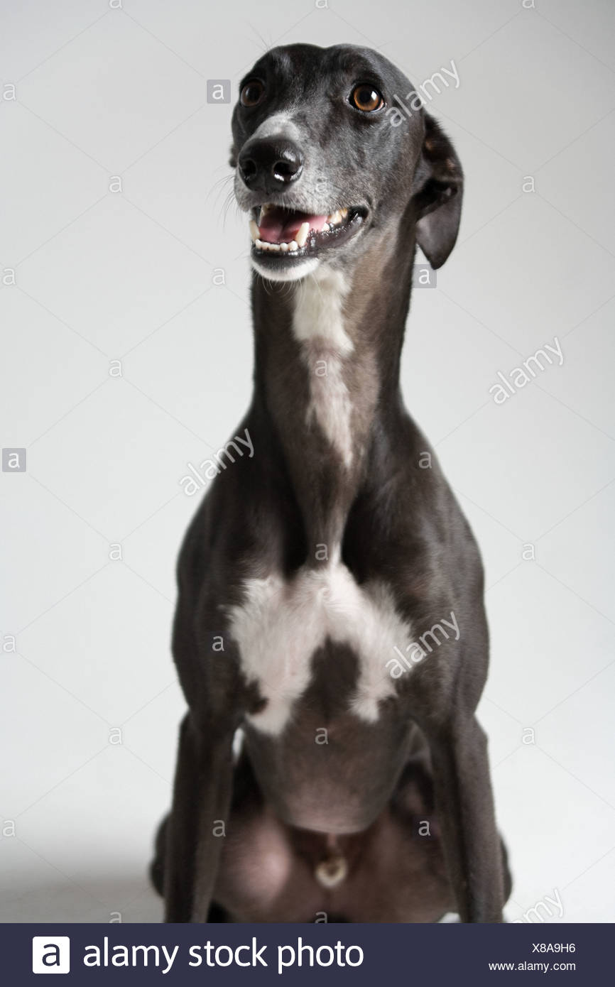 Whippet Stock Photos & Whippet Stock Images - Alamy