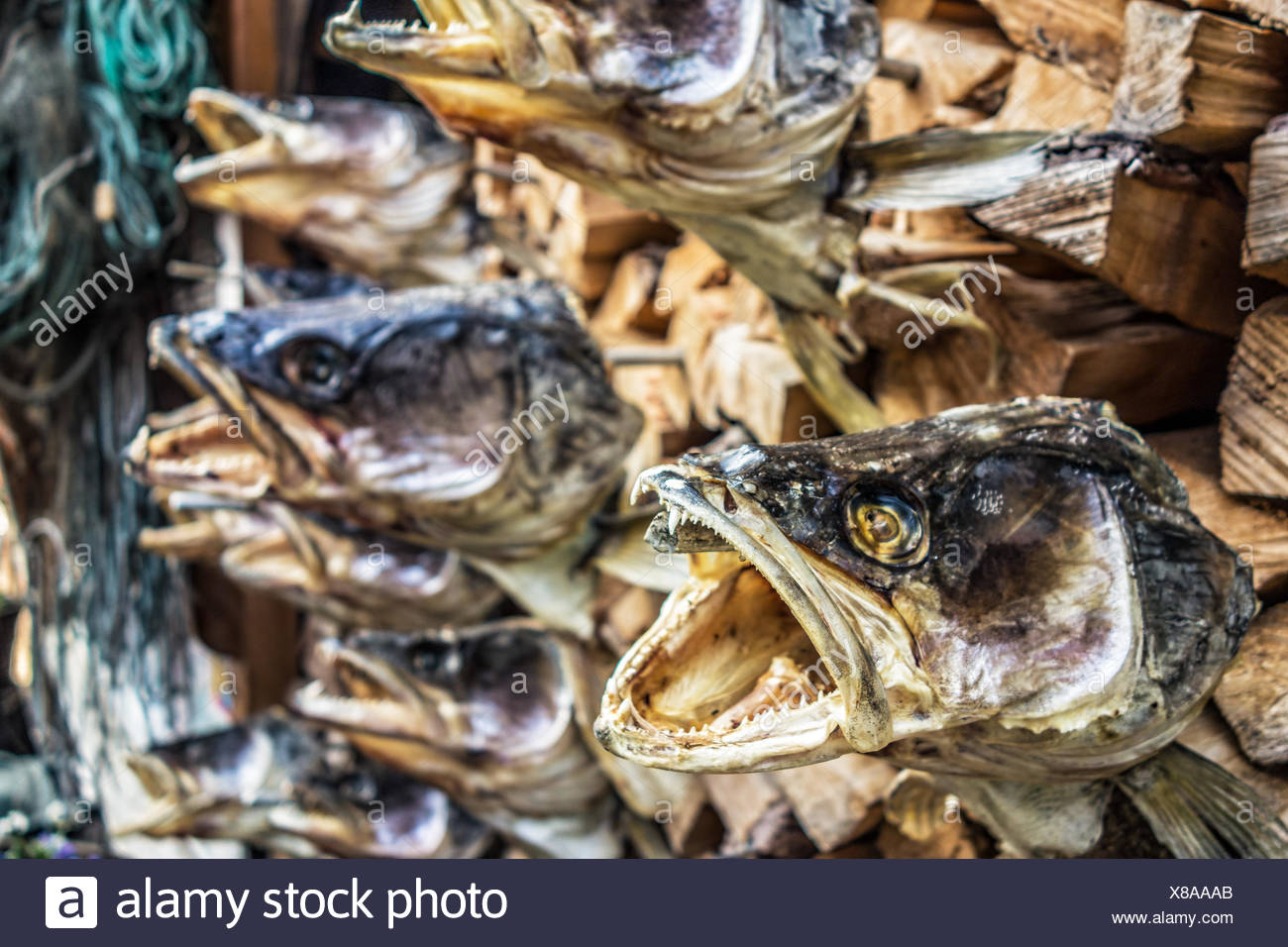 Fischköpfe Stock Photos & Fischköpfe Stock Images - Alamy