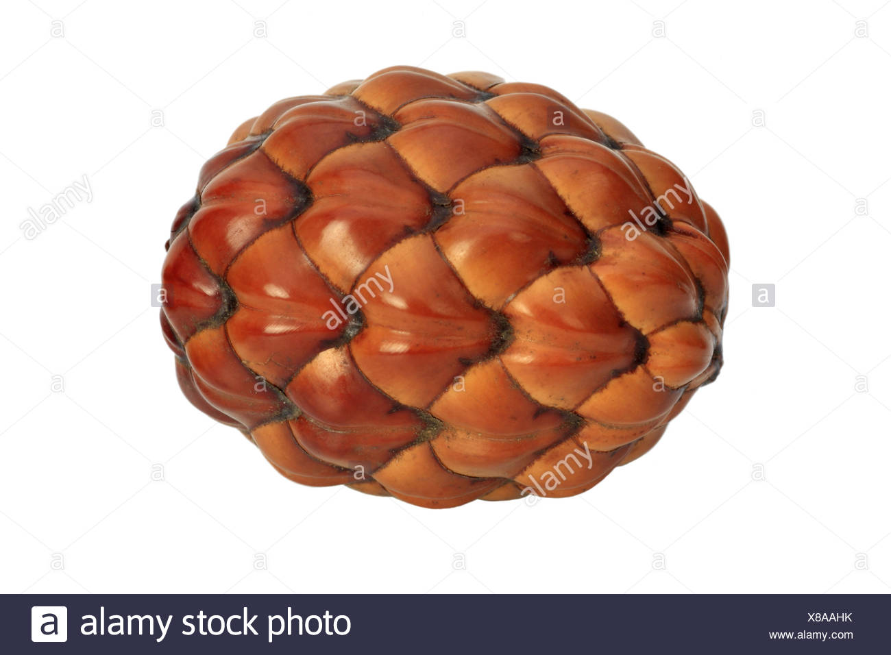 Farinifera High Resolution Stock Photography and Images - Alamy