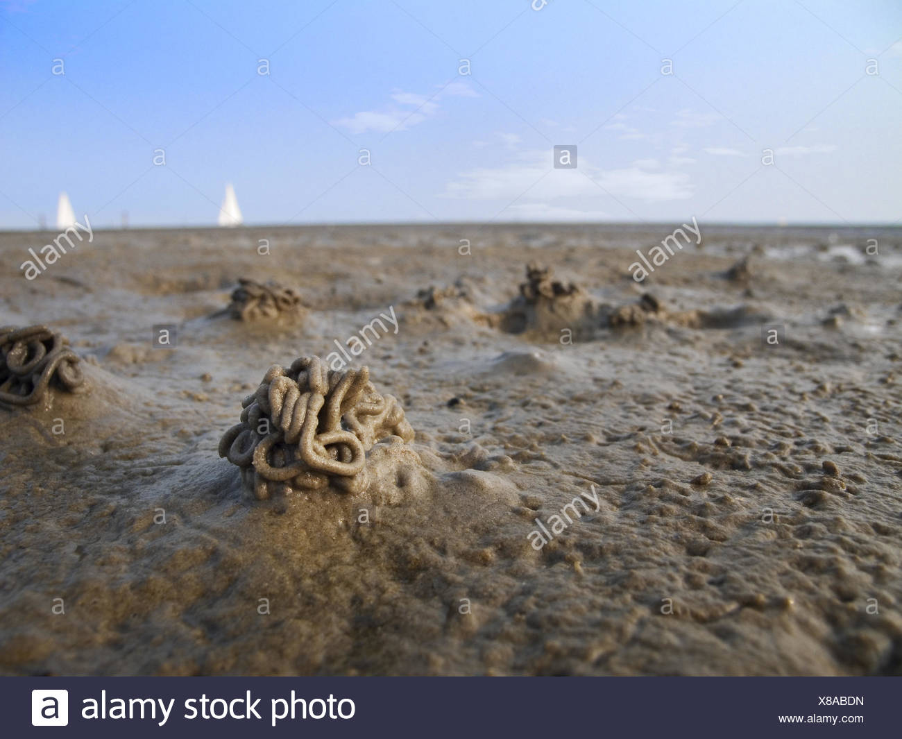 Lugworm Stock Photos & Lugworm Stock Images - Alamy