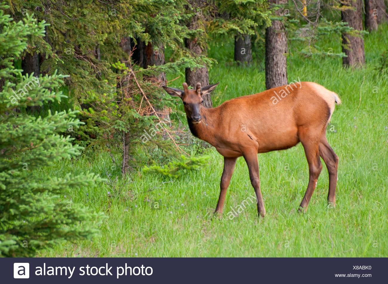 Canadian Elk Stock Photos & Canadian Elk Stock Images - Alamy