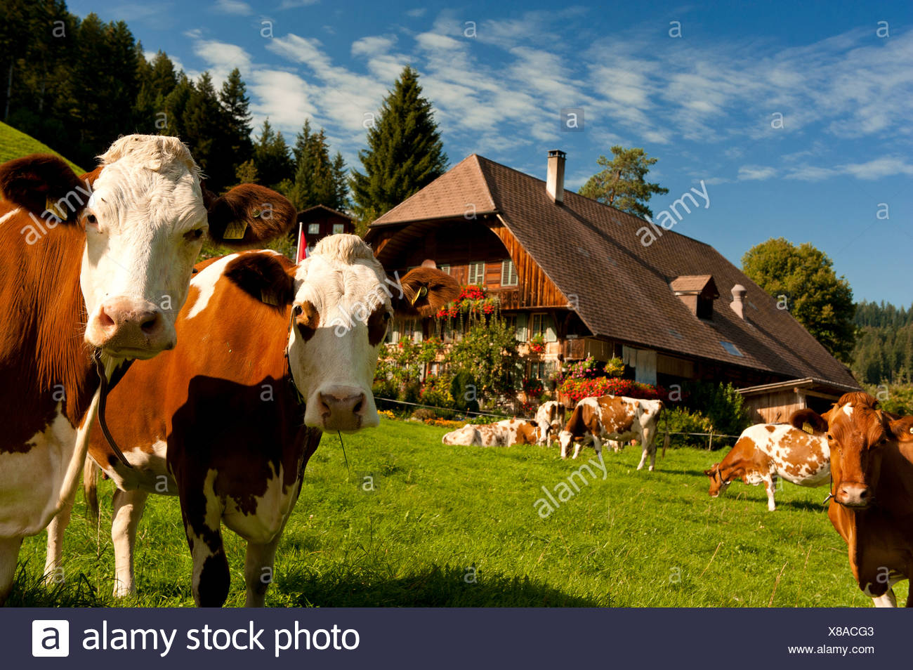 Dairy Cattle House High Resolution Stock Photography and Images - Alamy