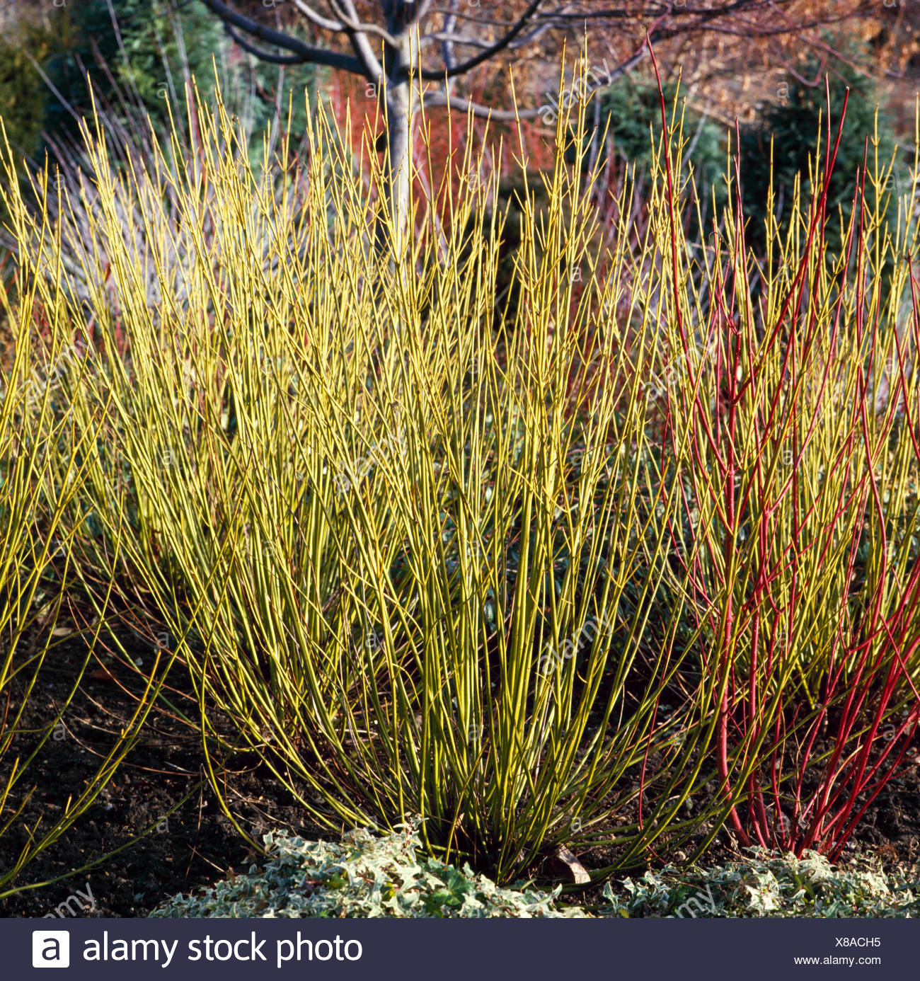 Cornus Sericea Flaviramea High Resolution Stock Photography and Images ...