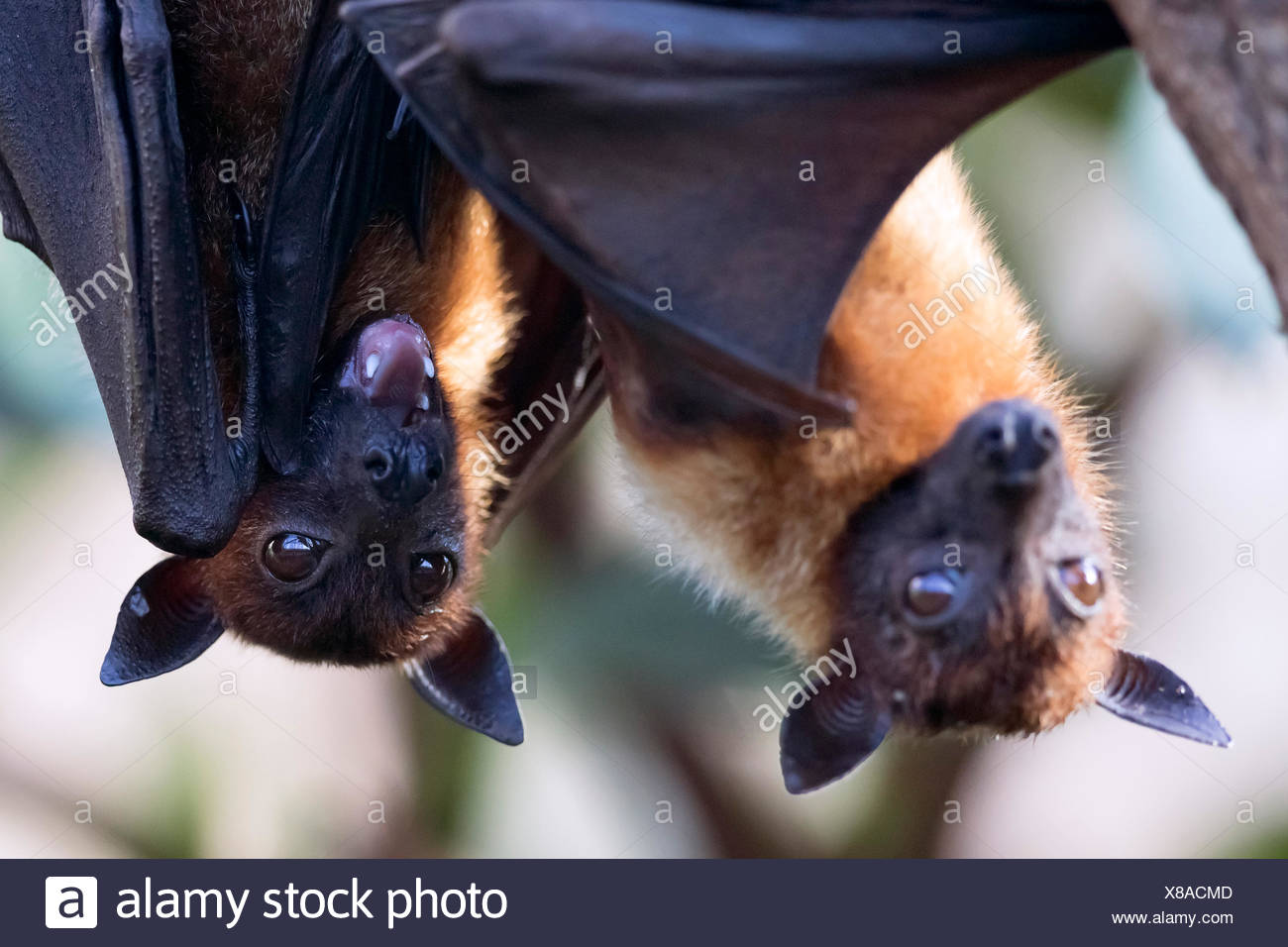 Indian Flying Fox Fruit Bat High Resolution Stock Photography and ...