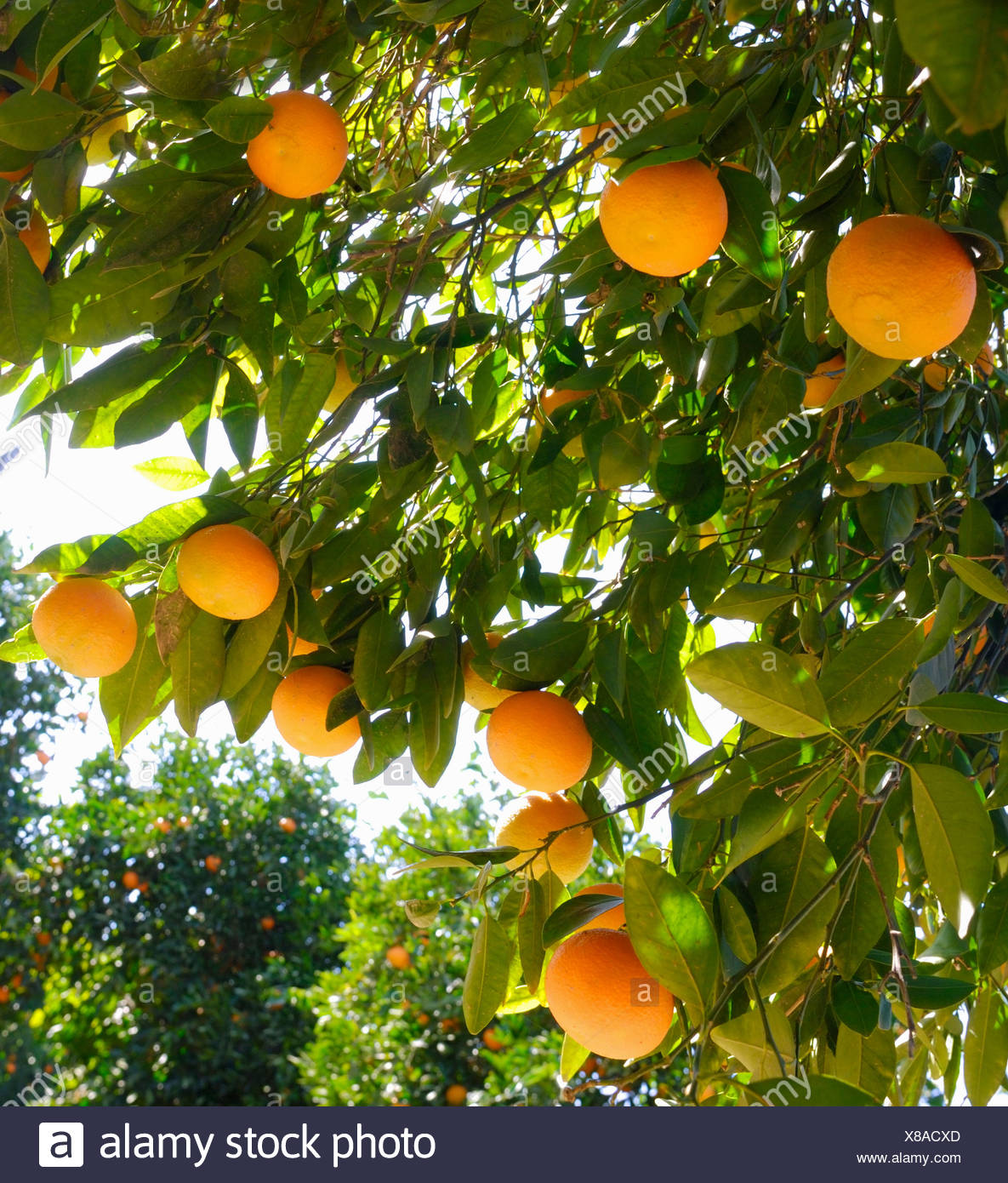 Citrus Trees Israel Stock Photos & Citrus Trees Israel Stock Images - Alamy