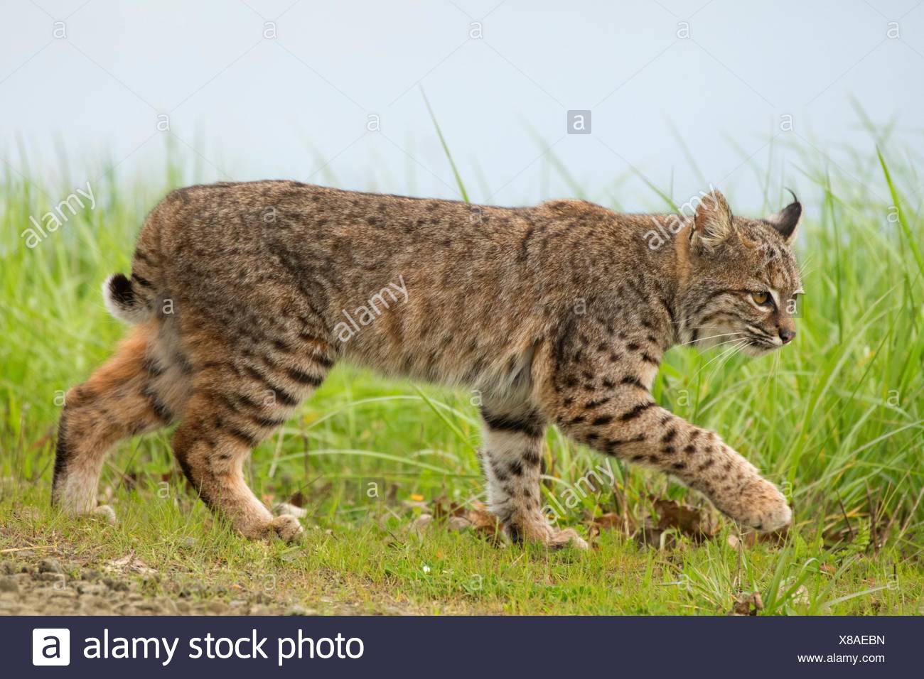 Bobcat Stock Photos & Bobcat Stock Images - Alamy