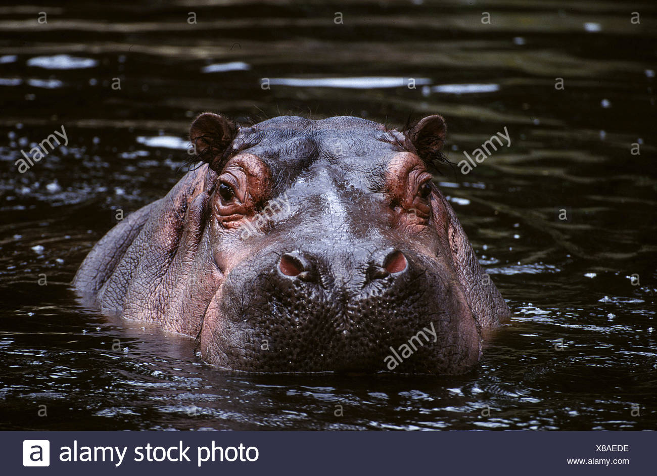 Hippo Frontal Stock Photos & Hippo Frontal Stock Images - Alamy