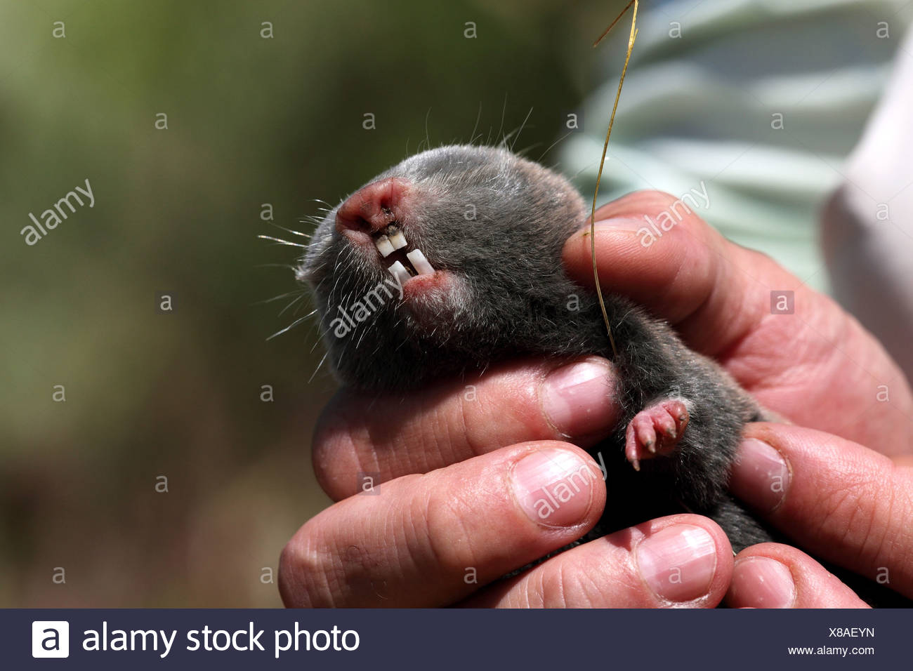Mole Rat Stock Photos & Mole Rat Stock Images - Alamy