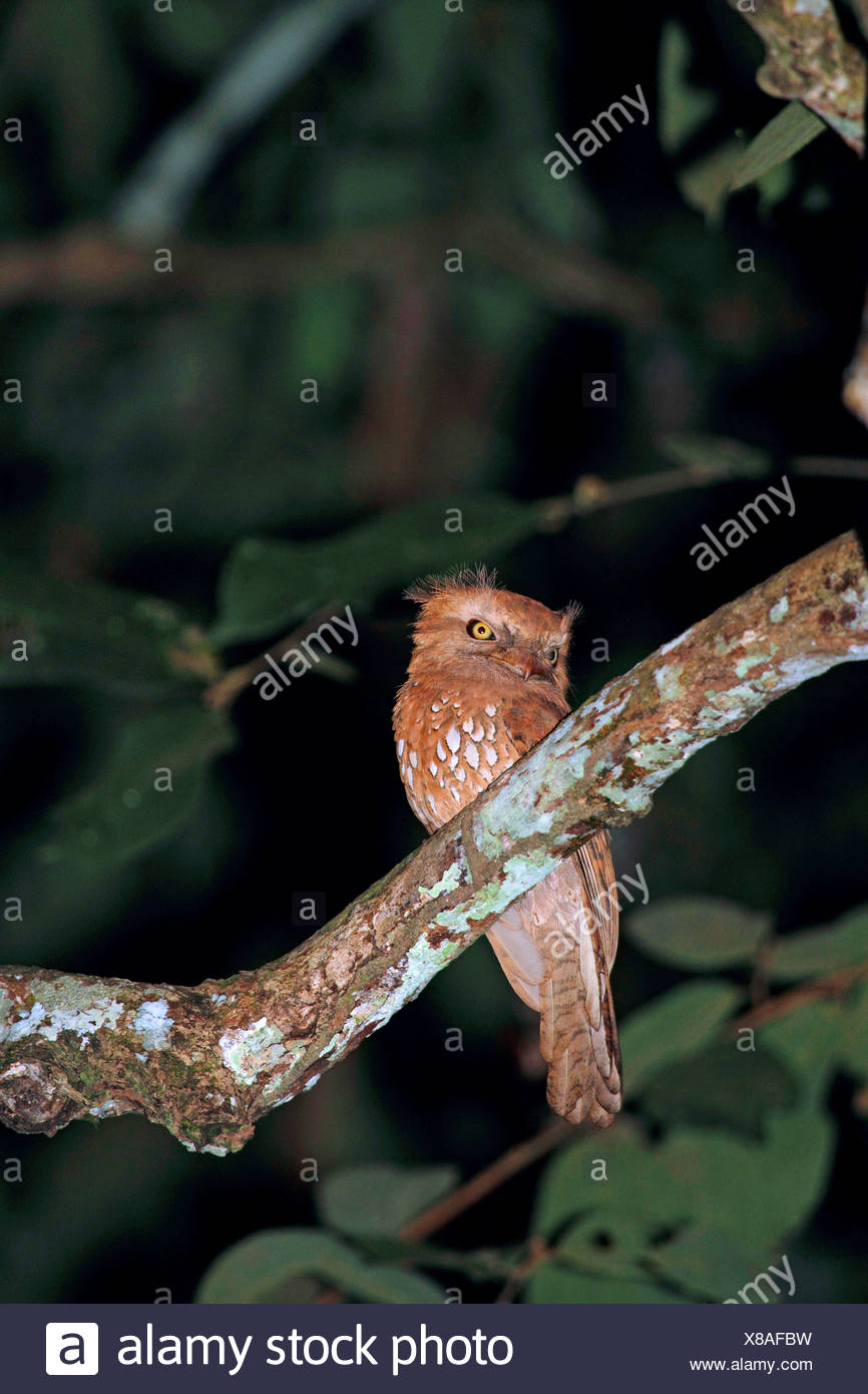 Batrachostomus Auritus High Resolution Stock Photography and Images - Alamy