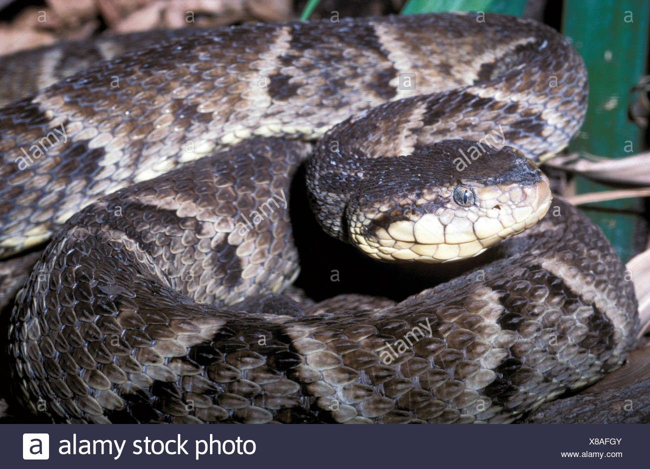 Bothrops Atrox High Resolution Stock Photography and Images - Alamy