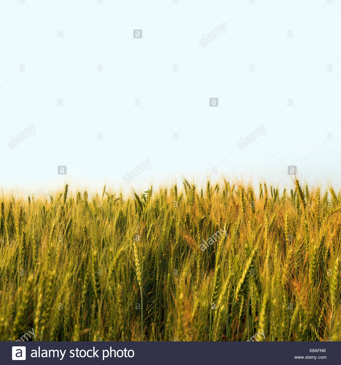 Barley Growing Stock Photos & Barley Growing Stock Images - Alamy