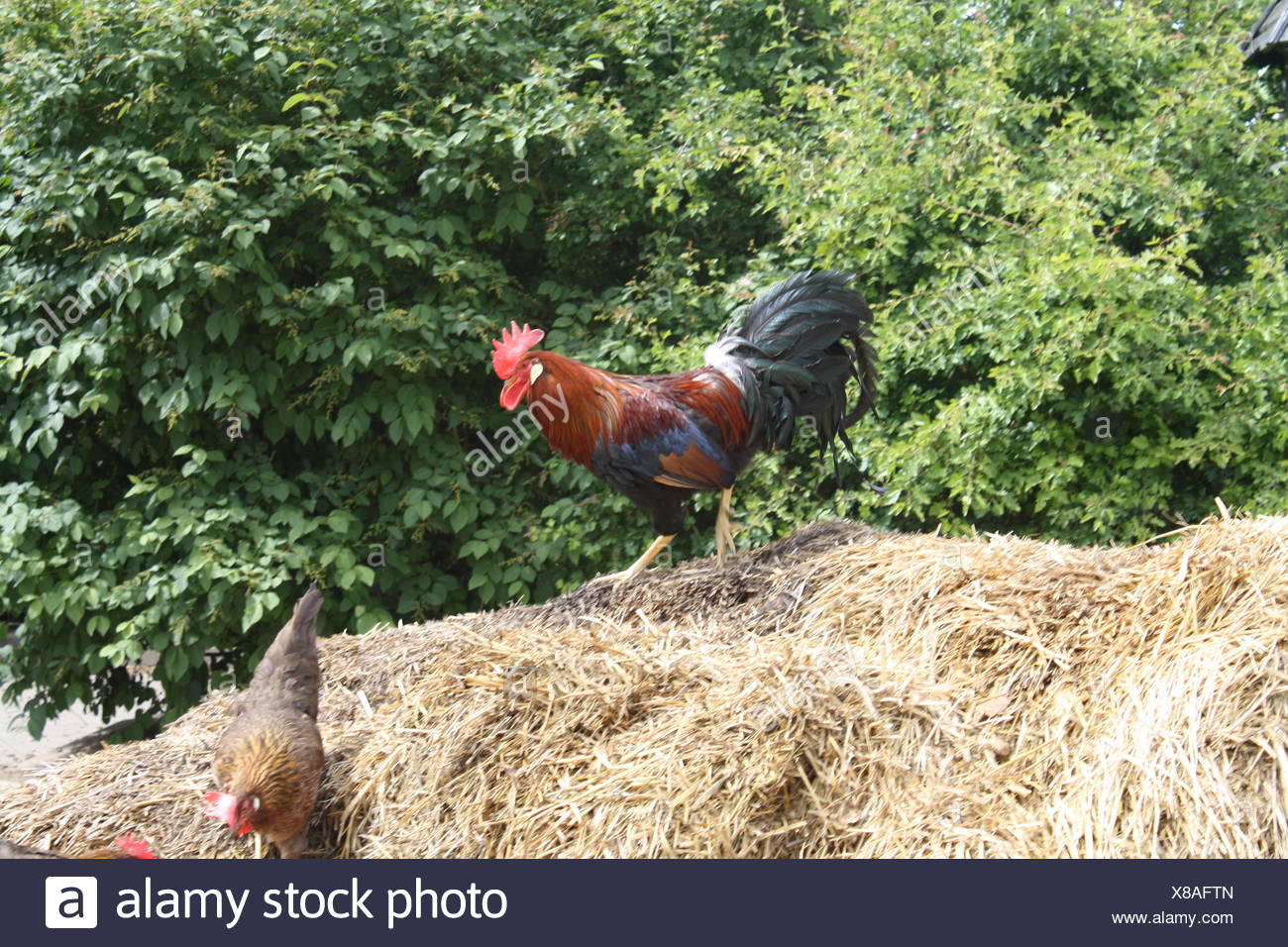 Happy Hen High Resolution Stock Photography and Images - Alamy