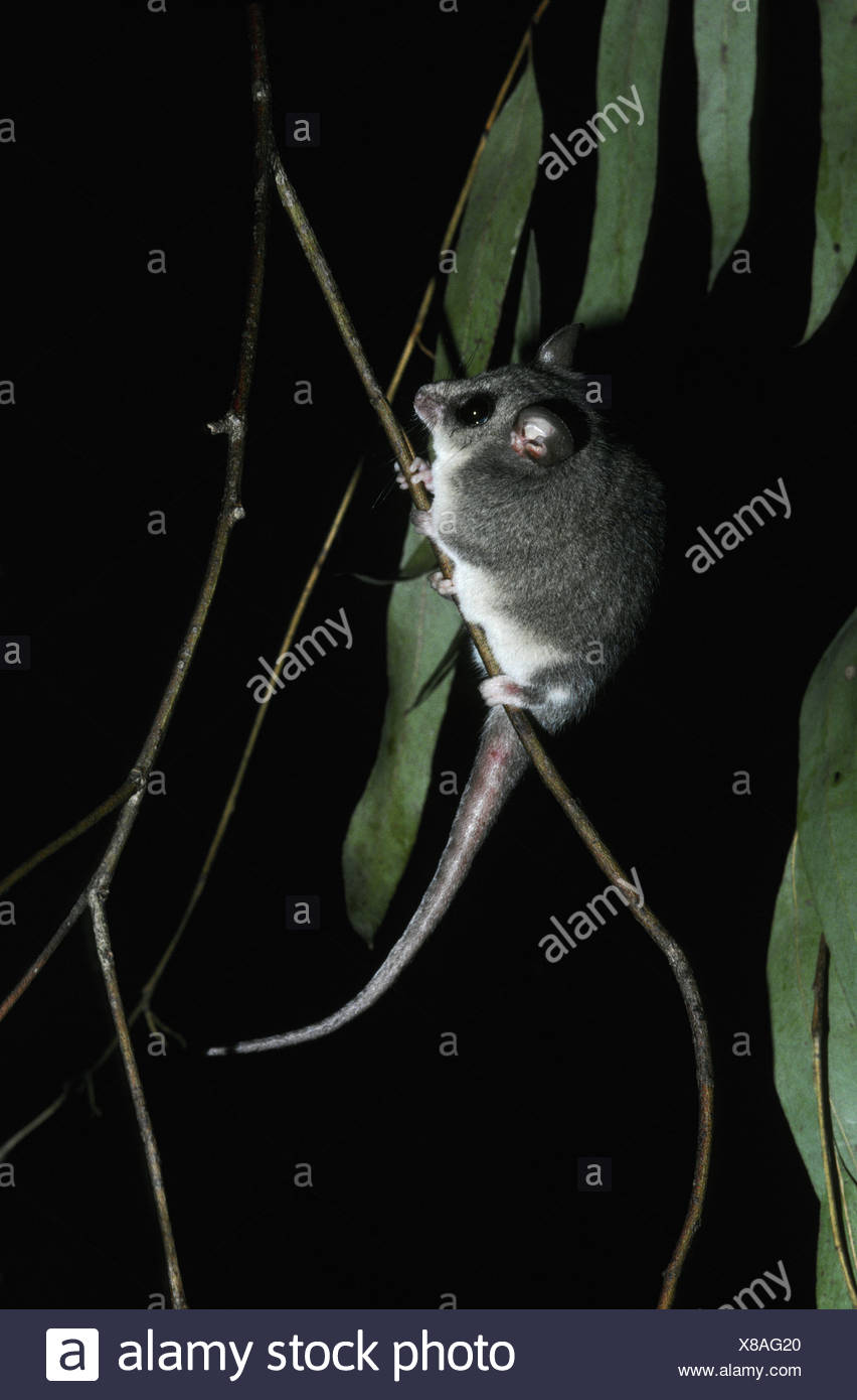 Pygmy Possum Australia High Resolution Stock Photography and Images - Alamy